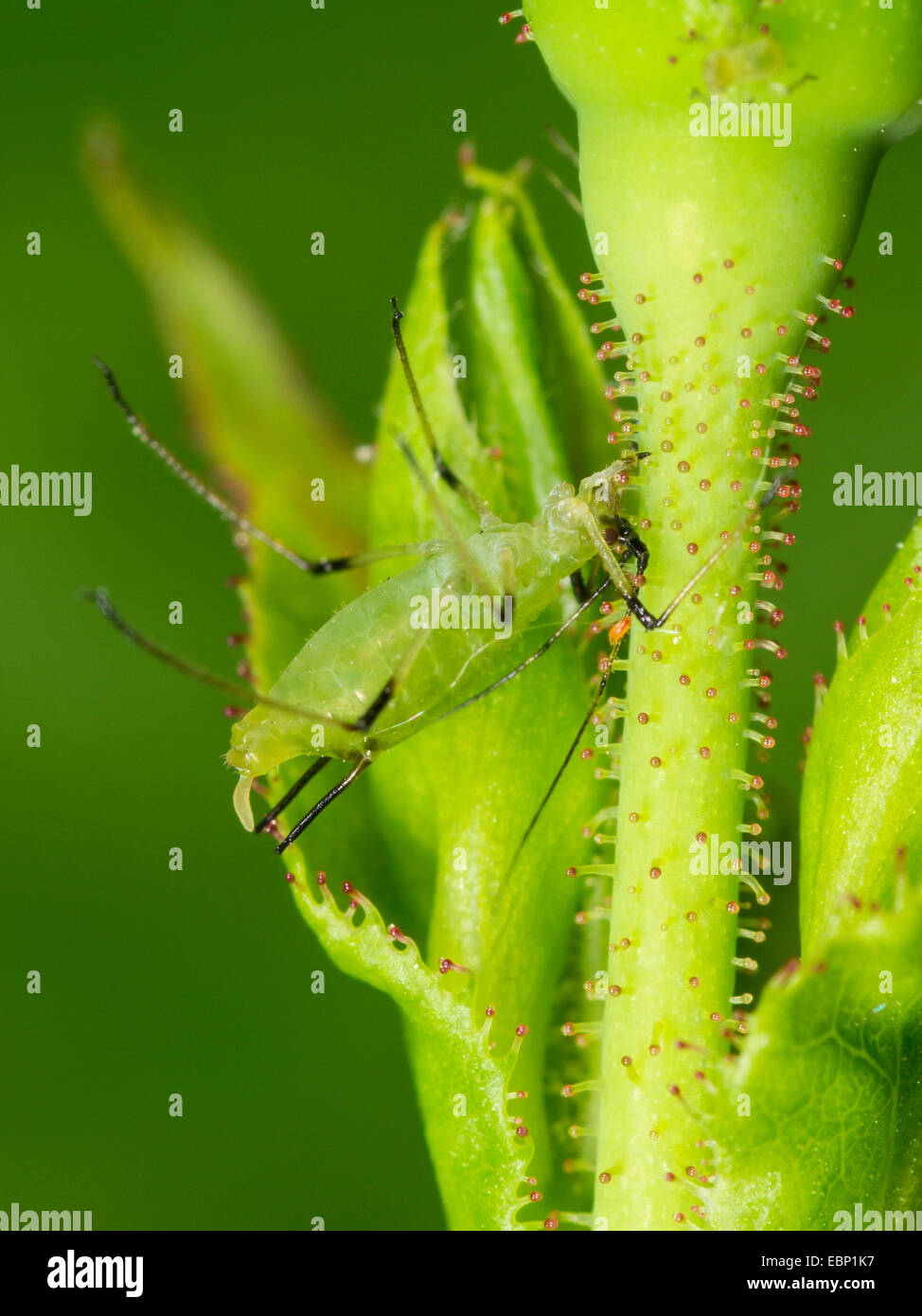 Aphid, Plant lice (Aphididae), aphid sucking at a rose, Germany Stock ...