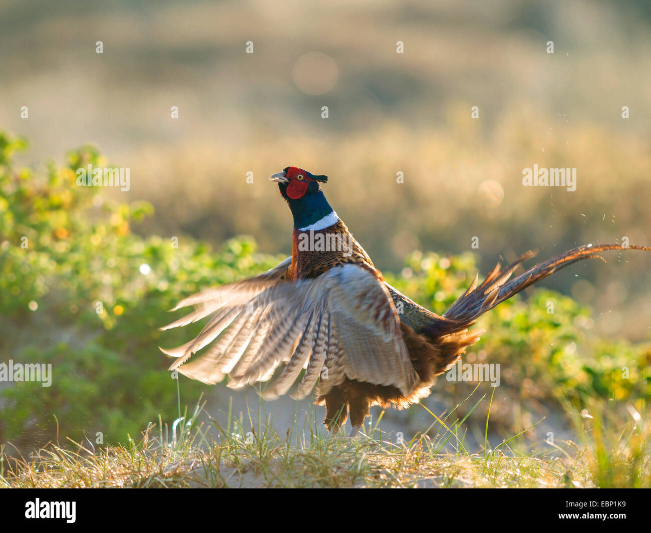 common pheasant, Caucasus Pheasant, Caucasian Pheasant (Phasianus colchicus), mating cock ...