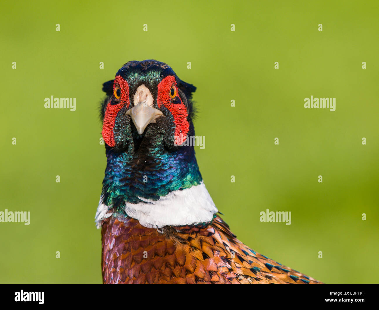 common pheasant, Caucasus Pheasant, Caucasian Pheasant (Phasianus ...