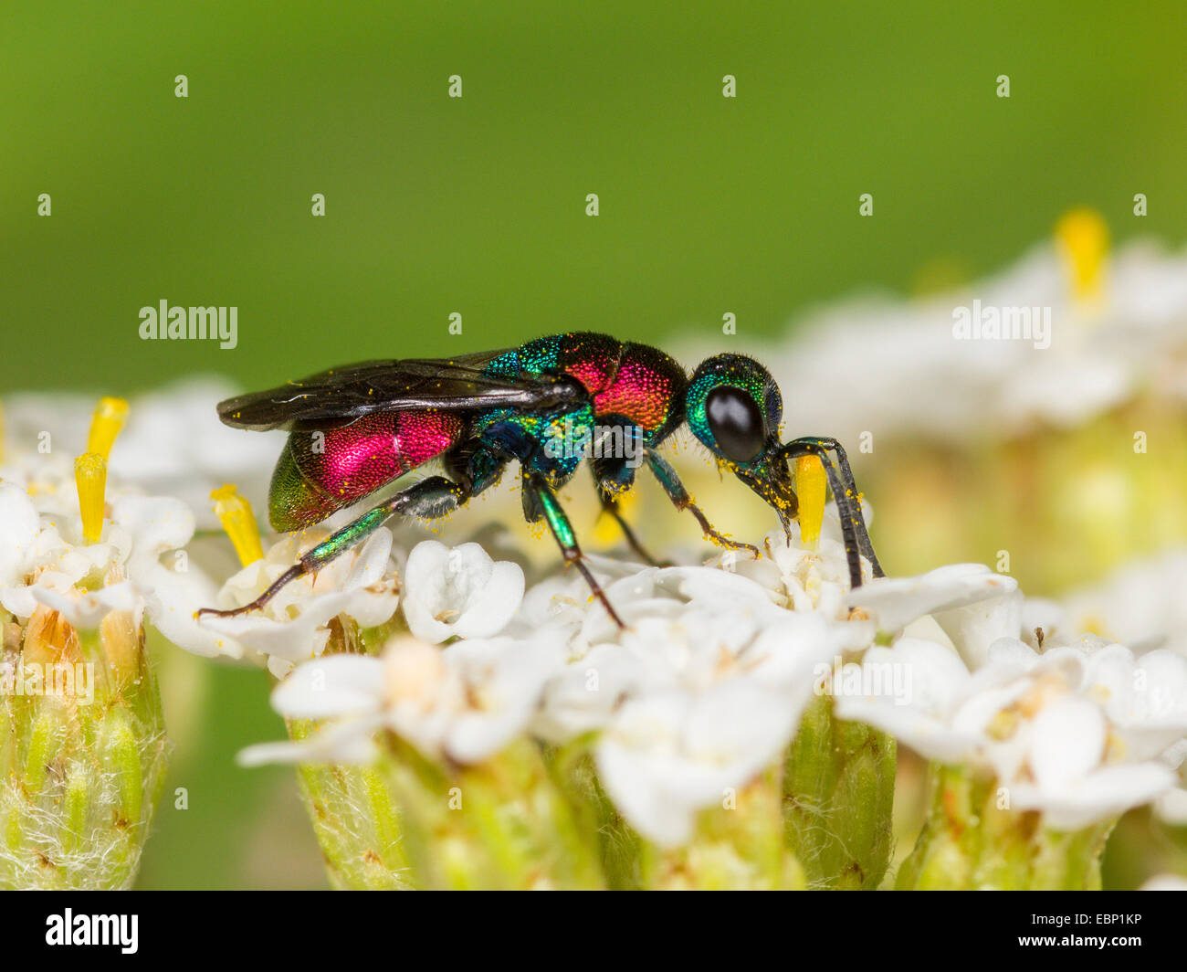 Cuckoo wasp (Hedychrum niemelaei), female foraging on common yarrow ...
