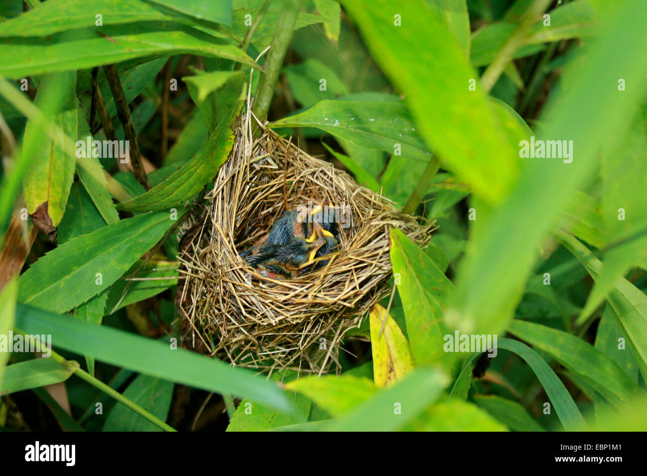 Warbler nest hi-res stock photography and images - Alamy