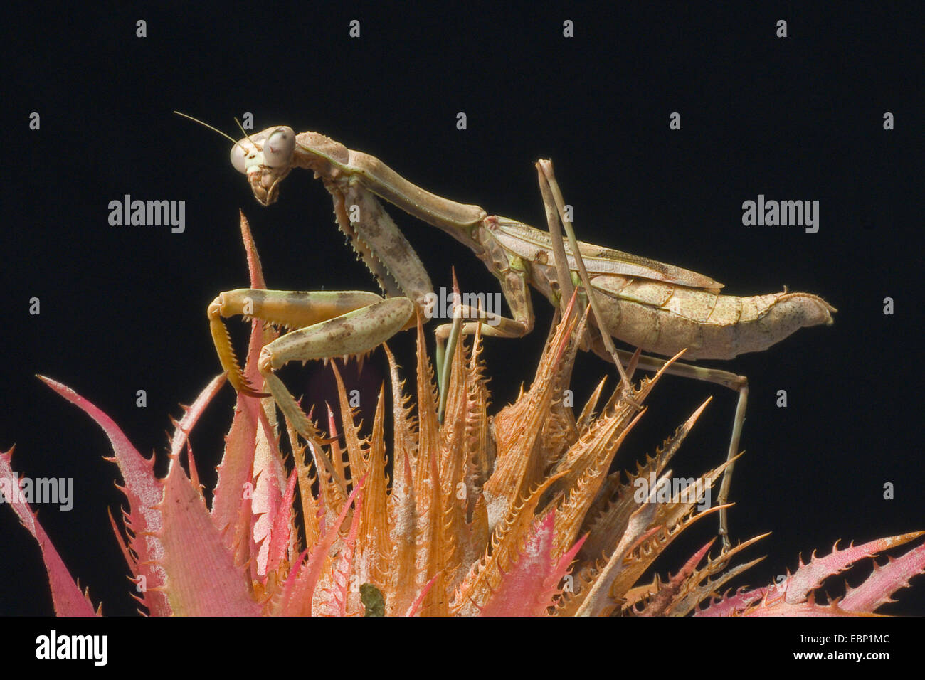 Budwing Mantis (Parasphendale agrionina), on an agave Stock Photo - Alamy