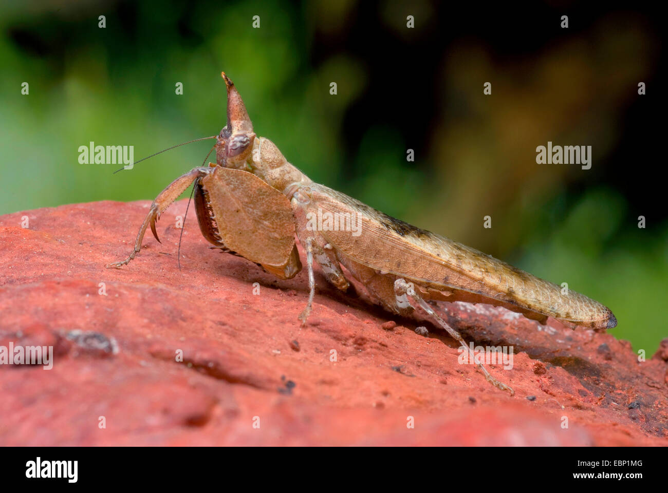 Brunners boxer mantis (Hestiasula brunneriana), on a stone Stock Photo ...