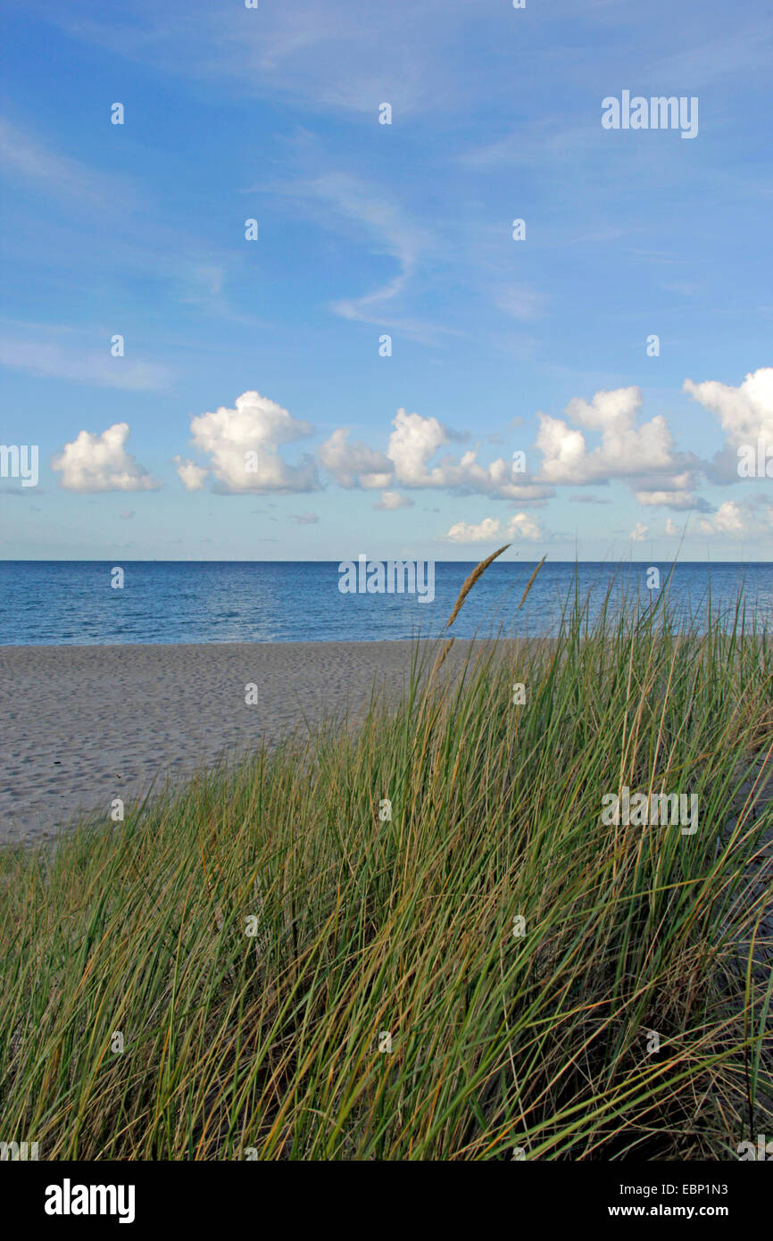 beach grass, European beachgrass, marram grass, psamma, sea sand-reed ...