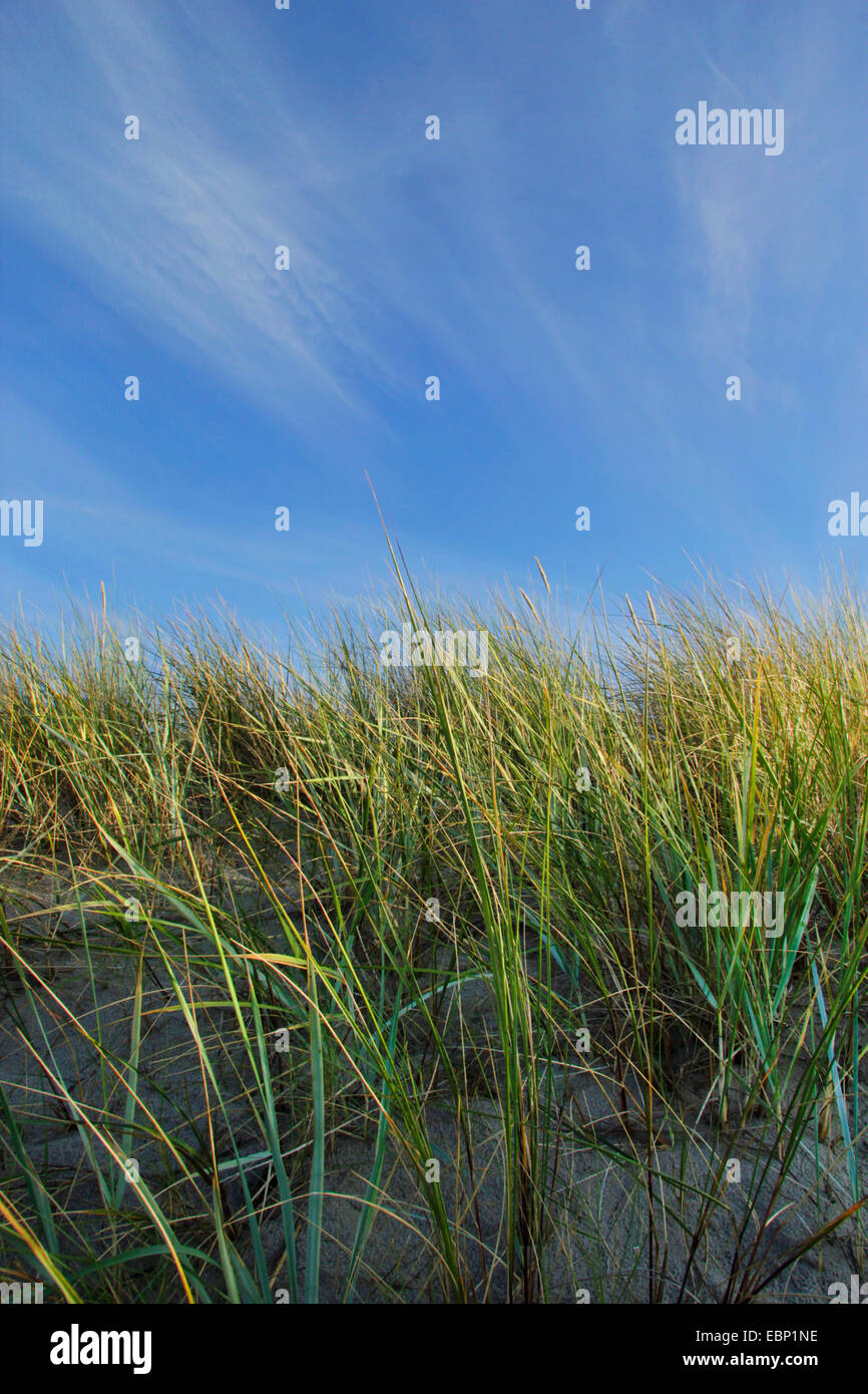 beach grass, European beachgrass, marram grass, psamma, sea sand-reed ...