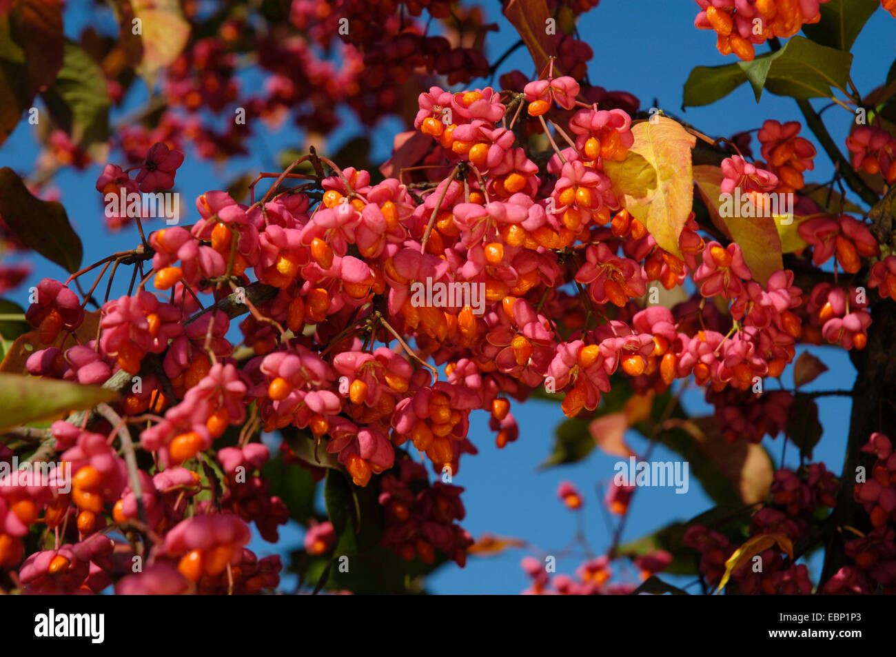 European spindle-tree (Euonymus europaea, Euonymus europaeus), fruits ...