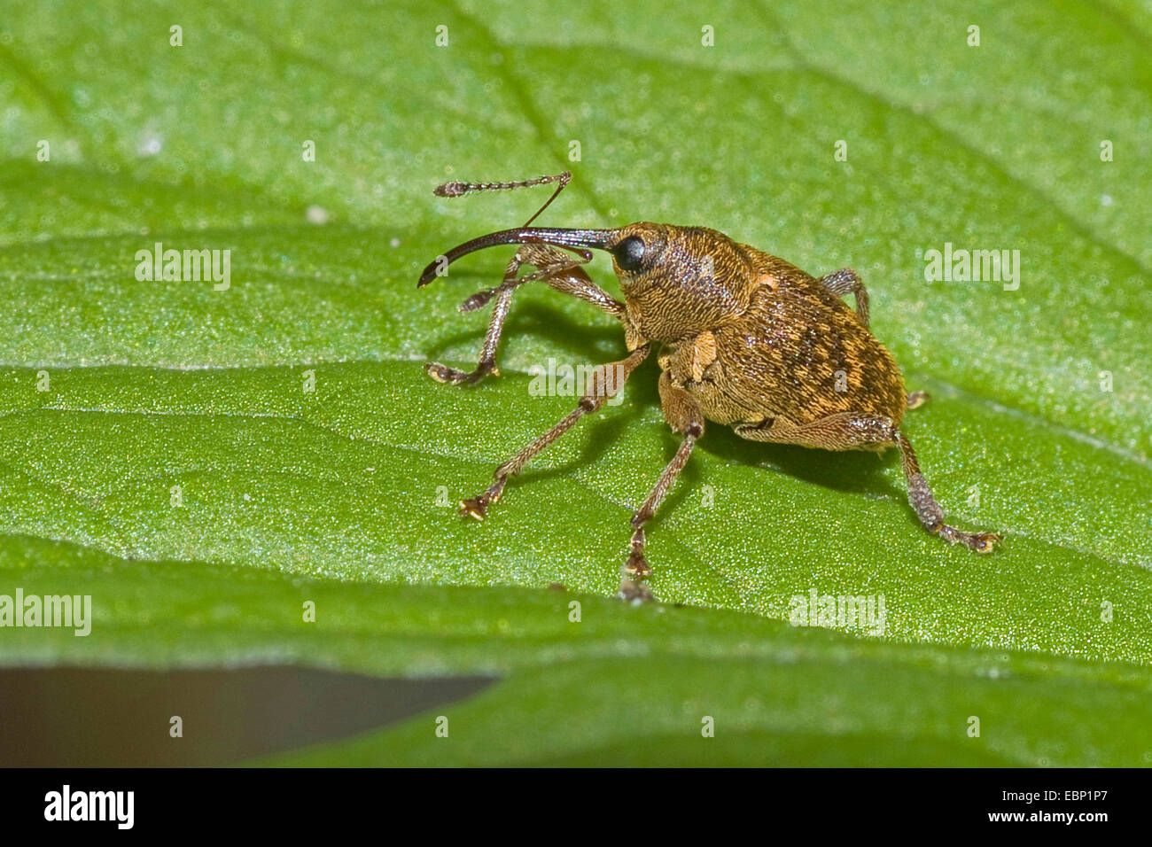 Weevil (Curculio betulae), on a leaf, Germany Stock Photo - Alamy