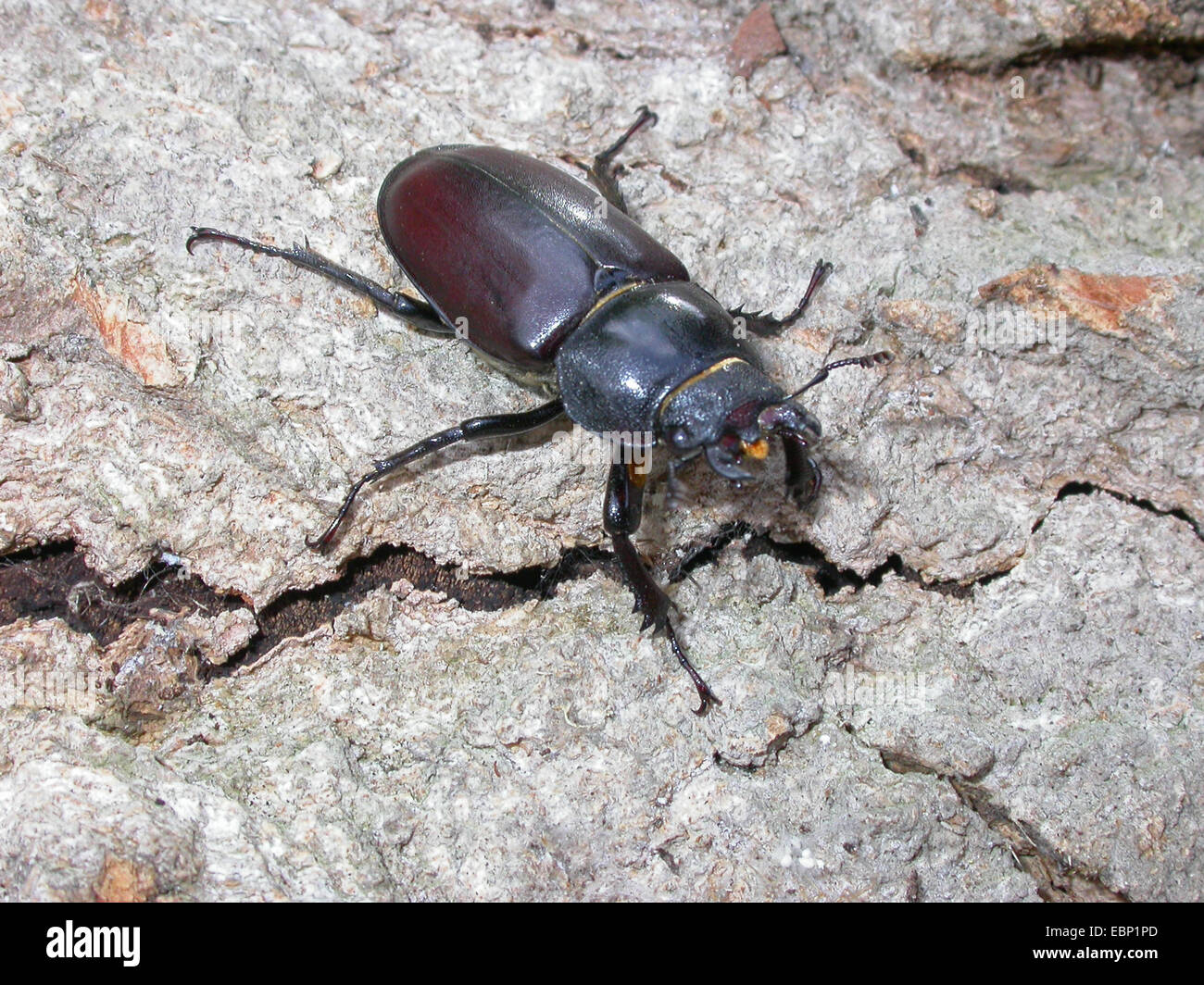 stag beetle, European stag beetle (Lucanus cervus), female on bark ...