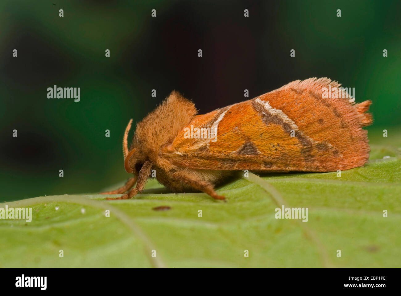 Orange Swift (Triodia sylvina), male on a leaf, Germany Stock Photo - Alamy