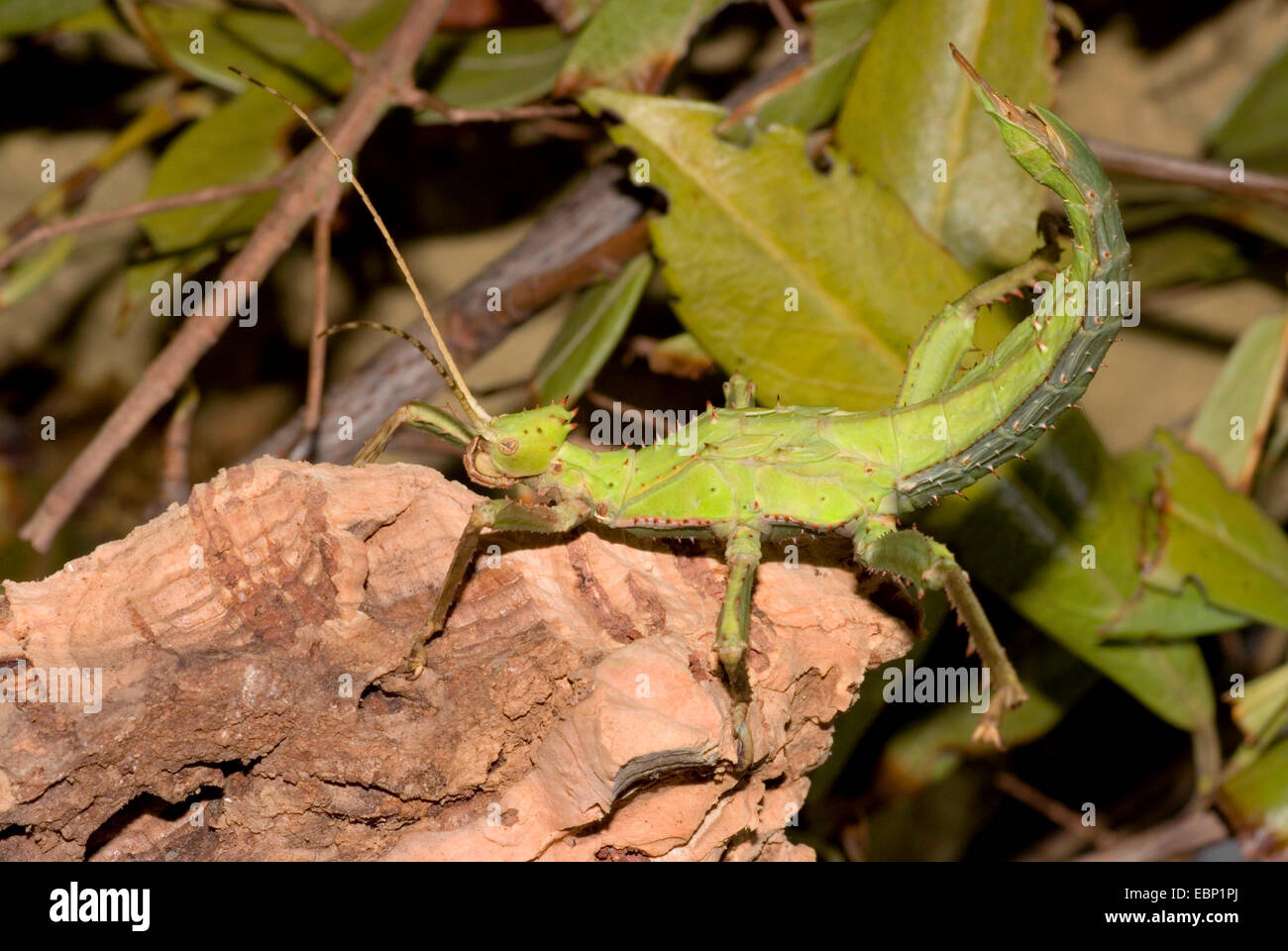 Jungle insects hi-res stock photography and images - Alamy