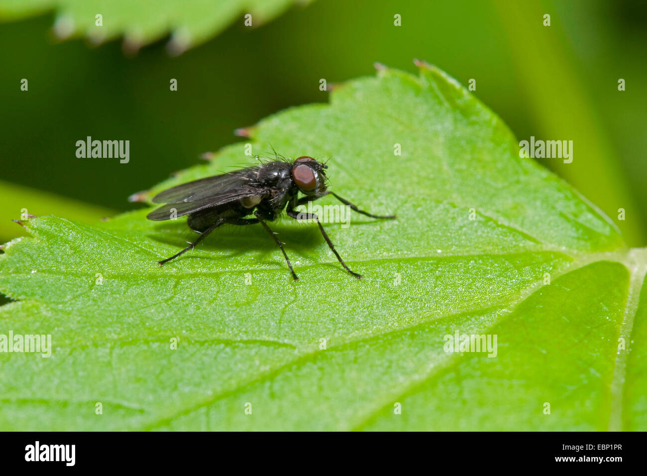 Forest insects hi-res stock photography and images - Alamy
