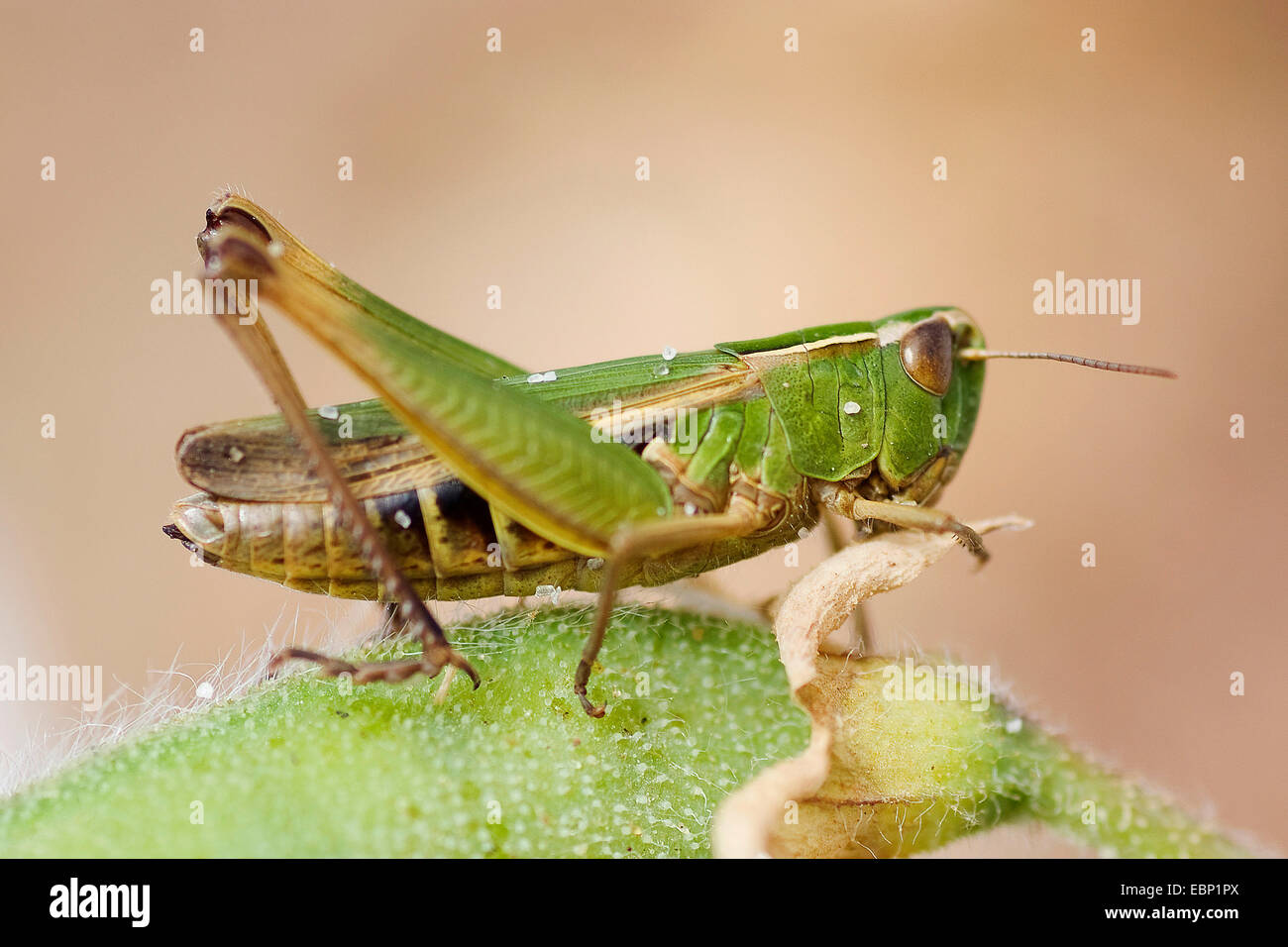 Pantels hi-res stock photography and images - Alamy