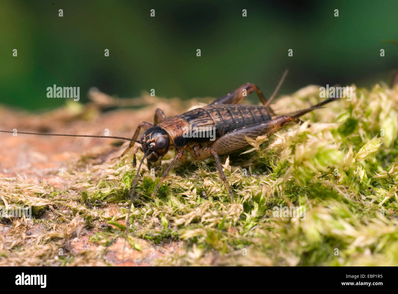 Cricket insects hi-res stock photography and images - Alamy
