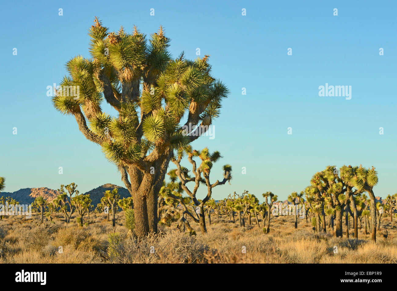 Joshua trees hi-res stock photography and images - Alamy