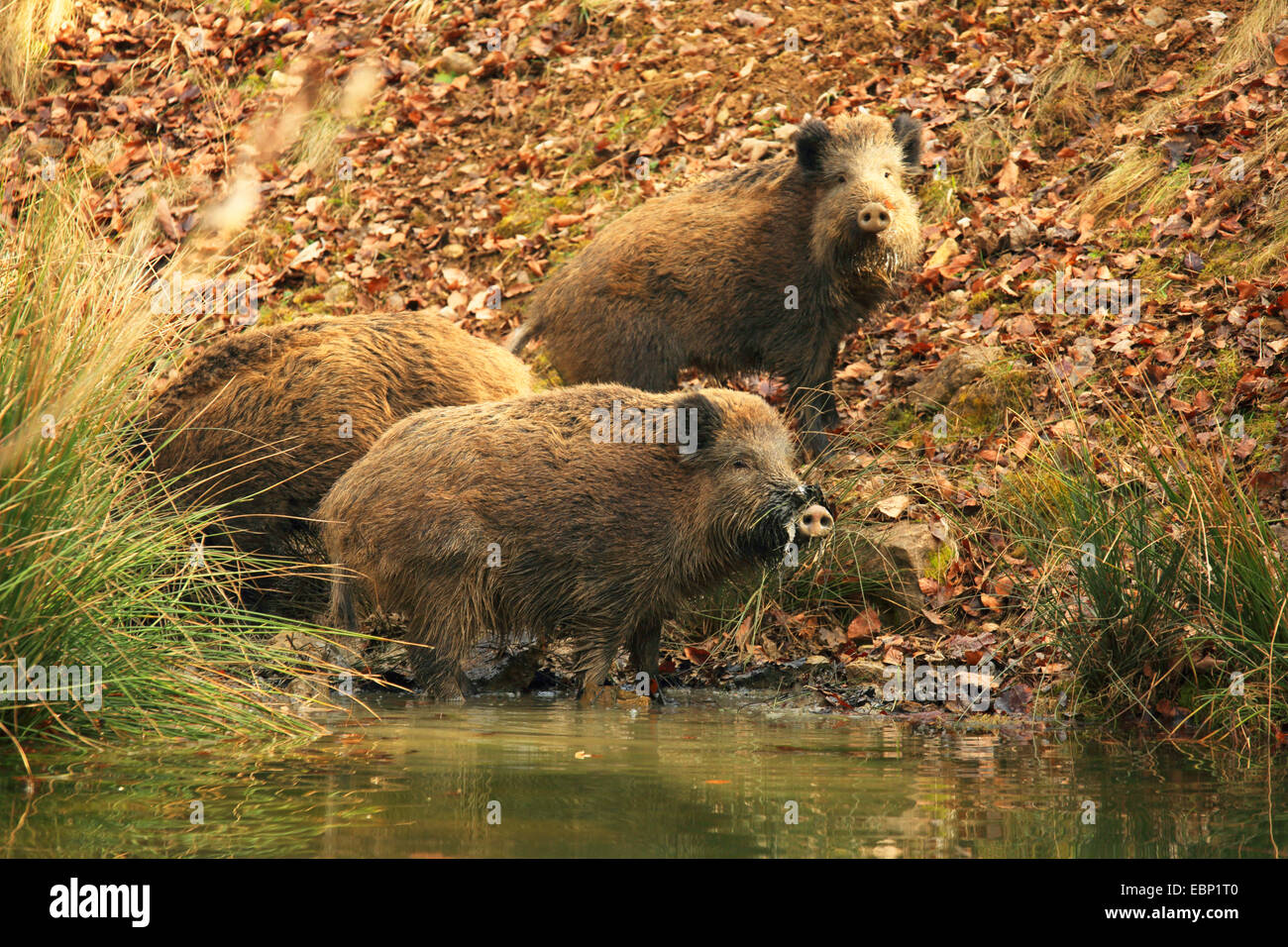 wild boar, pig, wild boar (Sus scrofa), pack at a pond, Germany, Baden ...