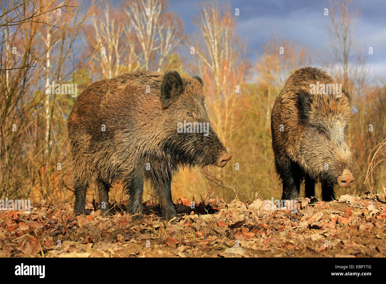 wild boar, pig, wild boar (Sus scrofa), two wild sows standing together ...