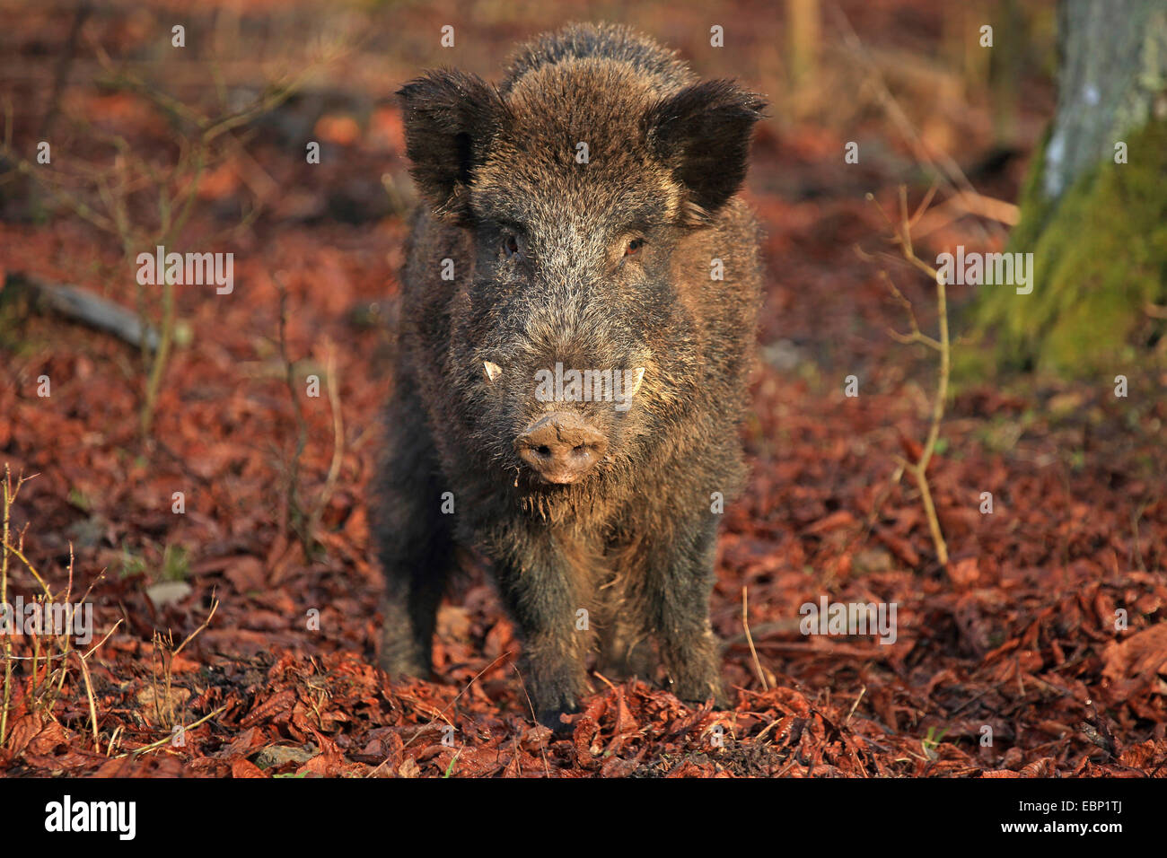 wild boar, pig, wild boar (Sus scrofa), tusker in winter, Germany ...