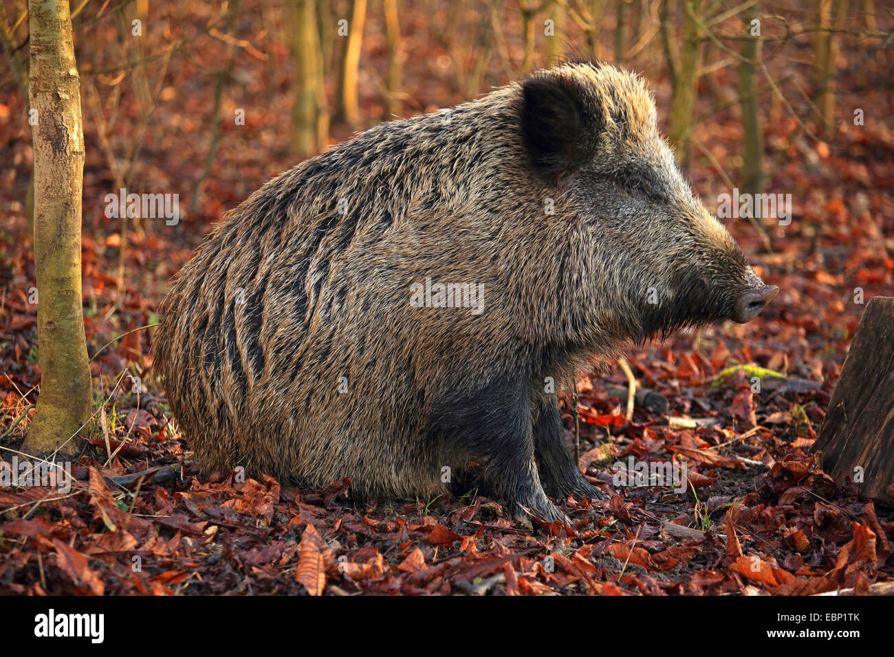 wild boar, pig, wild boar (Sus scrofa), wild sow sitting on forest ...