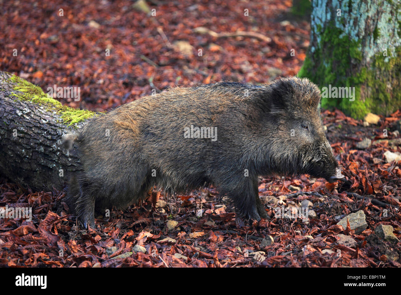 Young wild boar hi-res stock photography and images - Alamy
