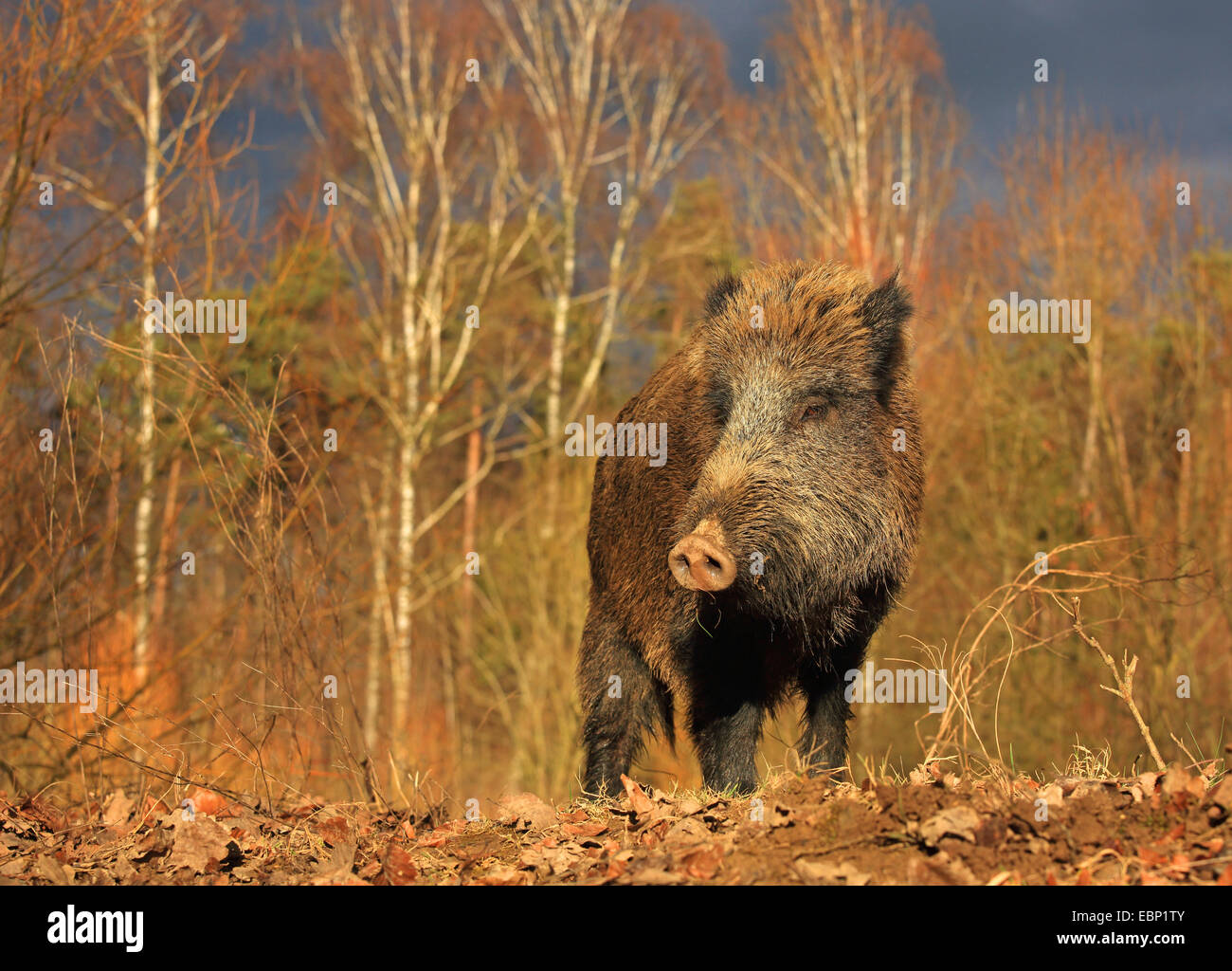 wild boar, pig, wild boar (Sus scrofa), wild sow standing in a forest ...