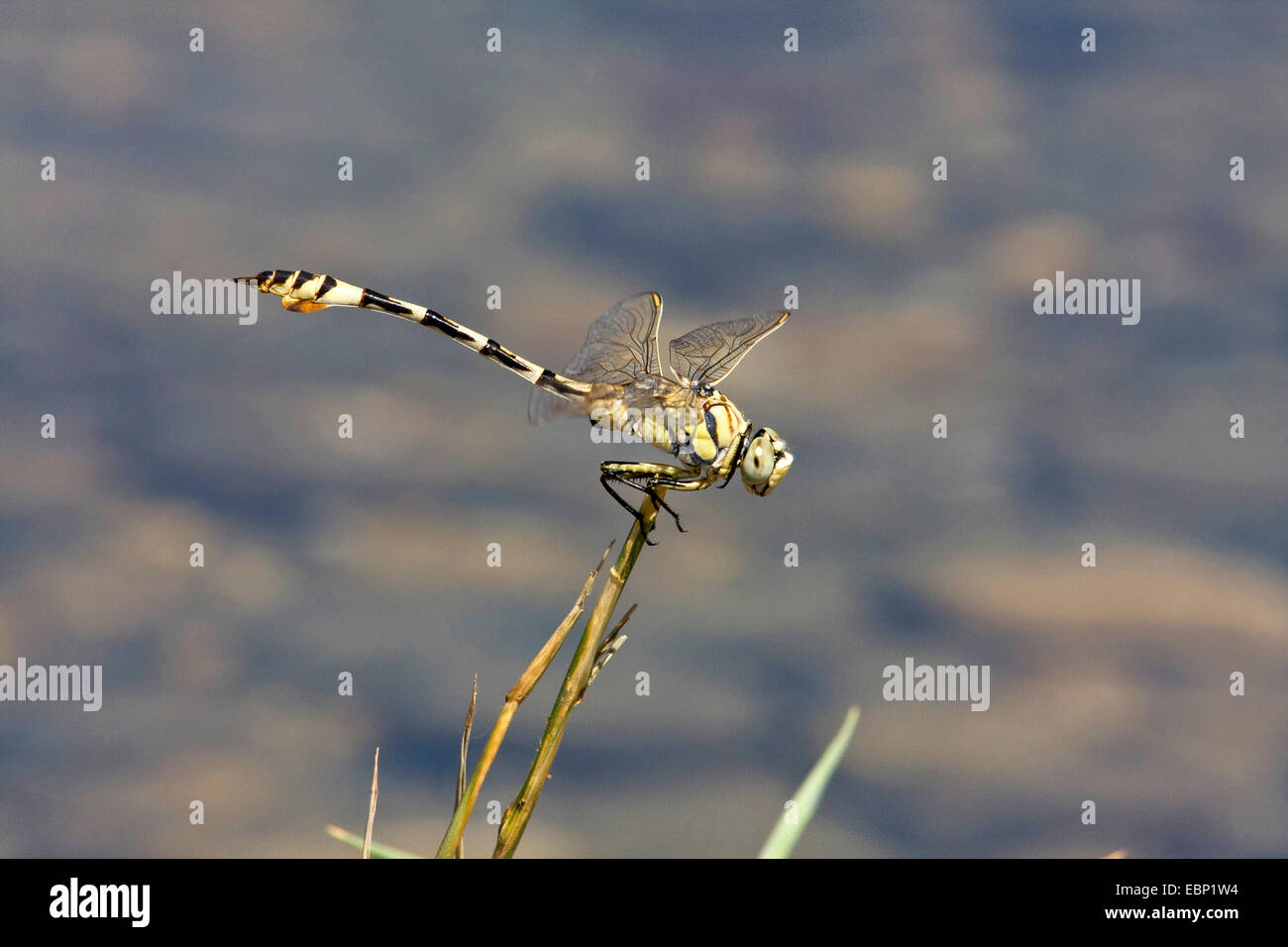 Hook tailed dragonfly onychogomphus spec hi-res stock photography and ...