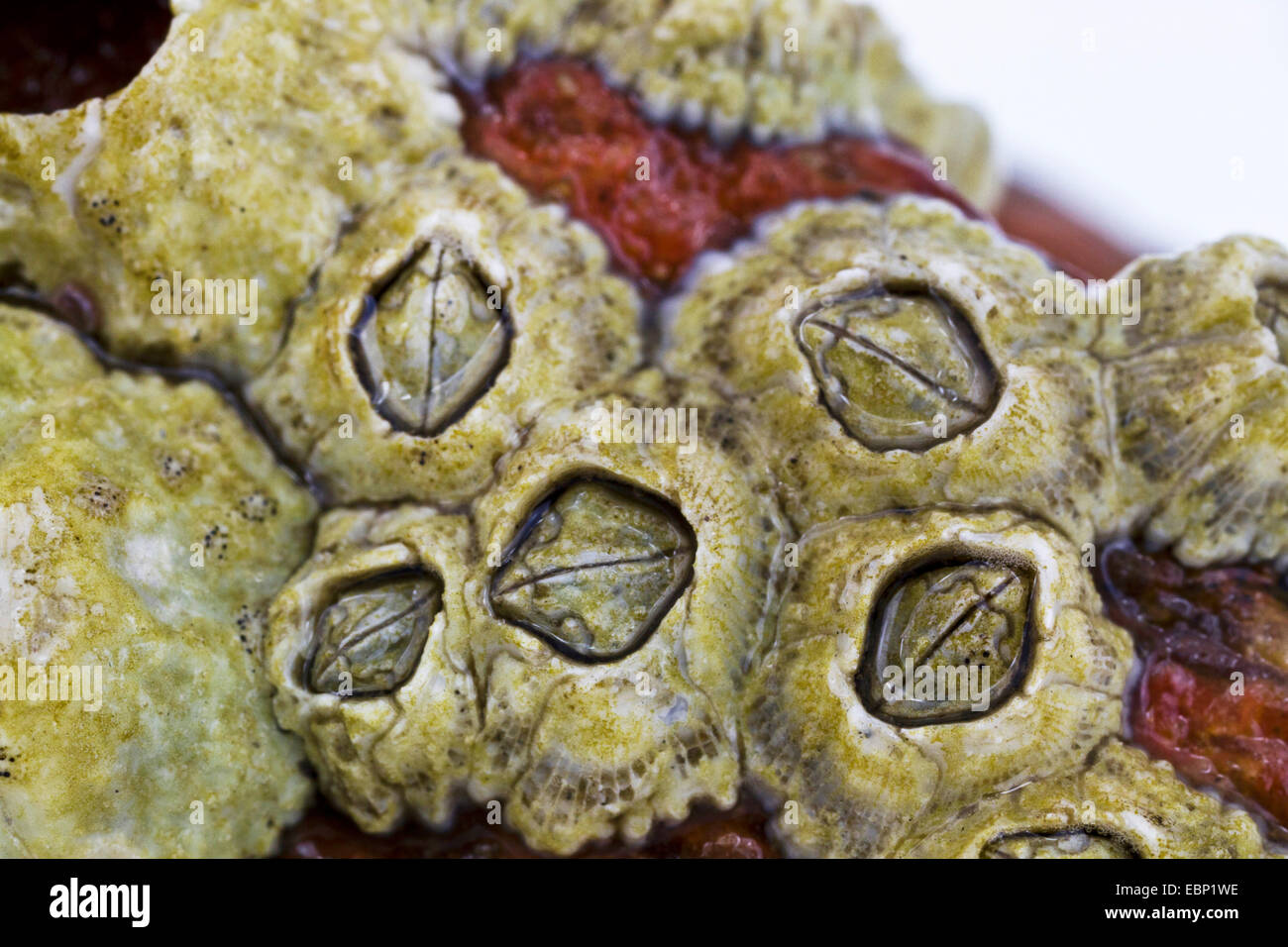 Balanidae hi-res stock photography and images - Alamy