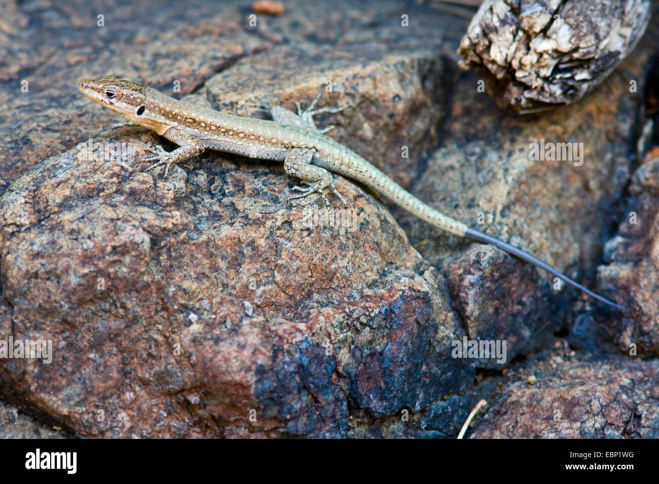 Anatolia lizard hi-res stock photography and images - Alamy