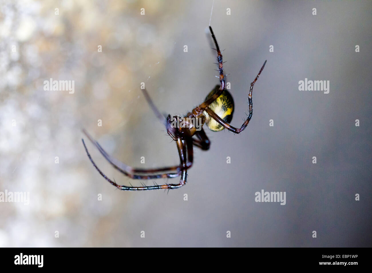 Cave cobweb spider (Nesticidae), at cobweb, Germany, Thueringen Stock ...