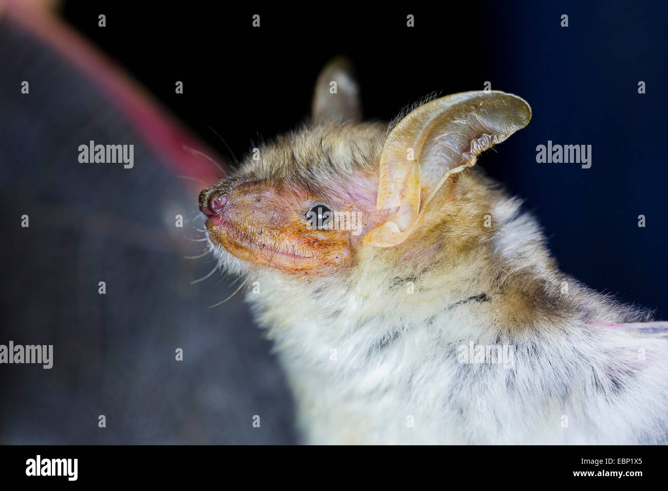 Greater Mouse-eared bat, Large Mouse-Eared Bat (Myotis myotis ...