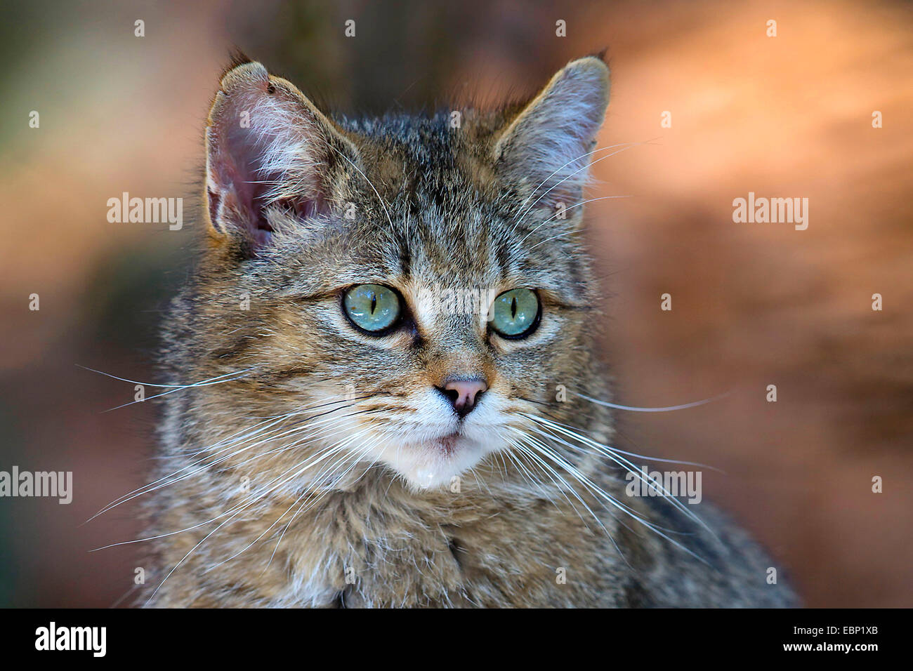 European wildcat, forest wildcat (Felis silvestris silvestris ...