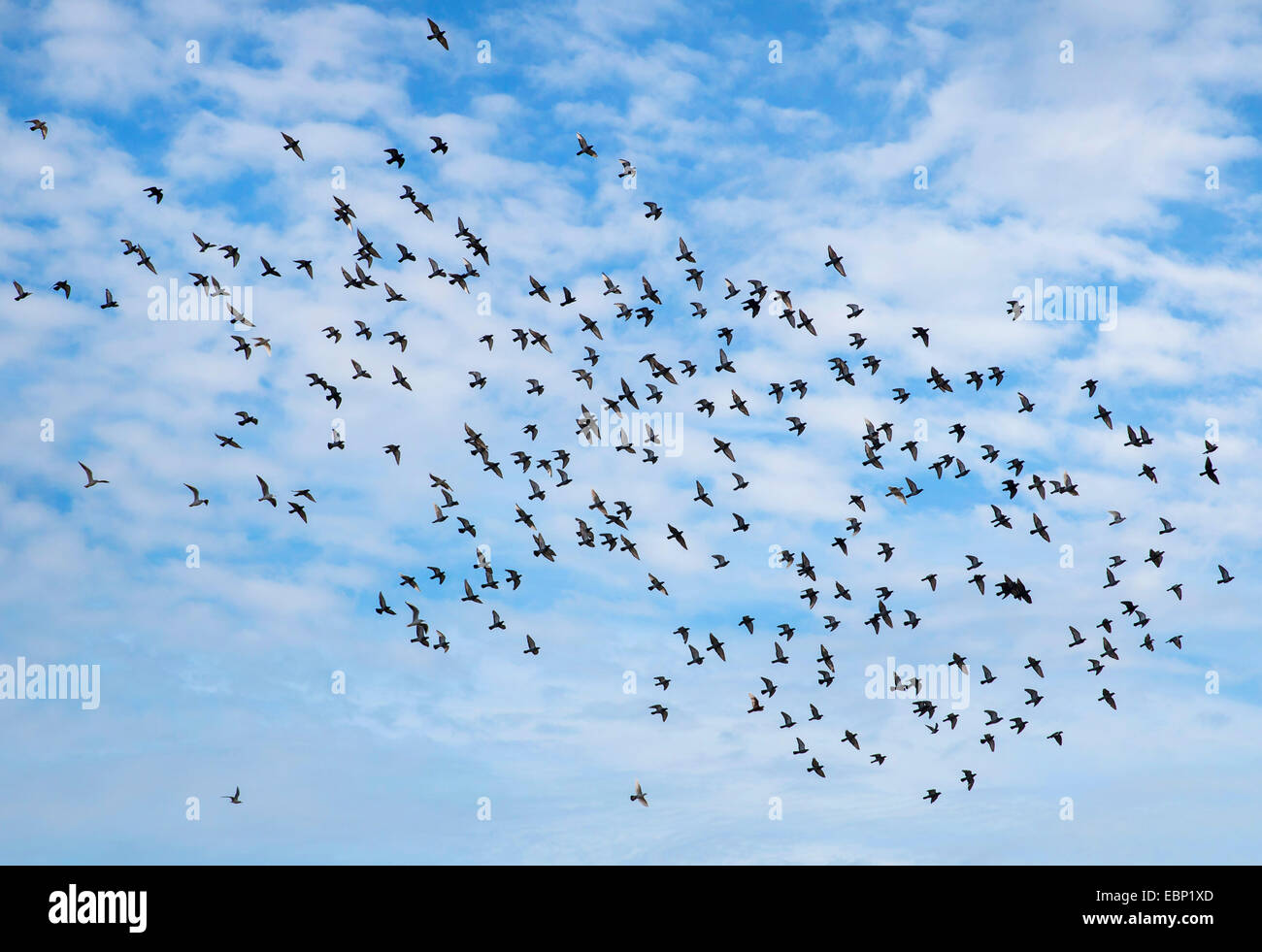 Flying pigeon bird hi-res stock photography and images - Alamy