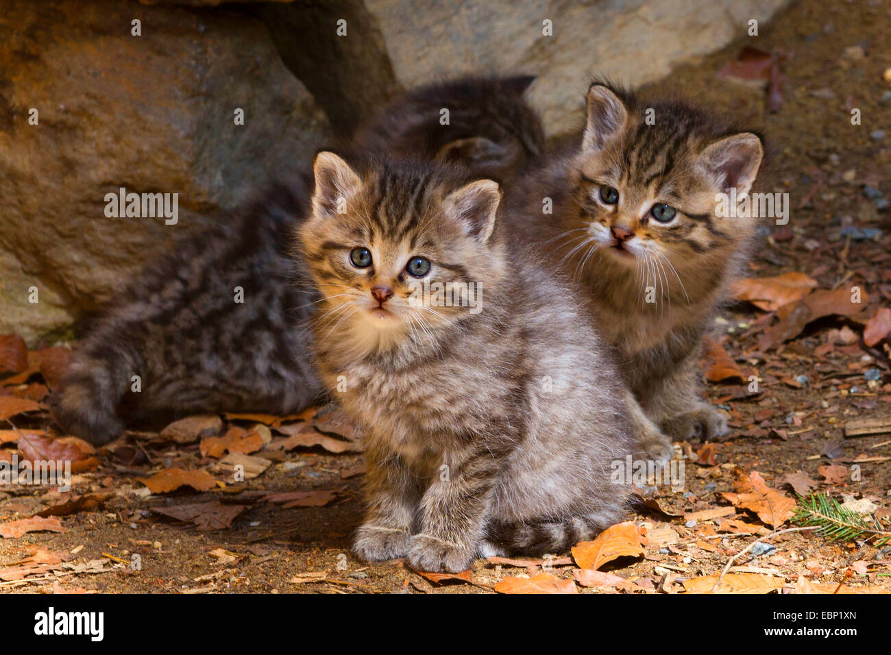 European wildcat, forest wildcat (Felis silvestris silvestris), cute ...
