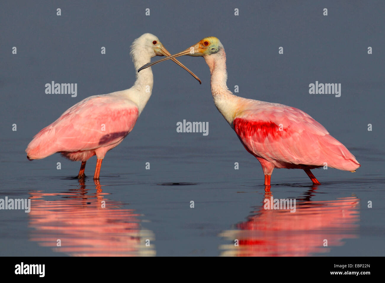 Two birds standing side by side in shallow water hi-res stock ...