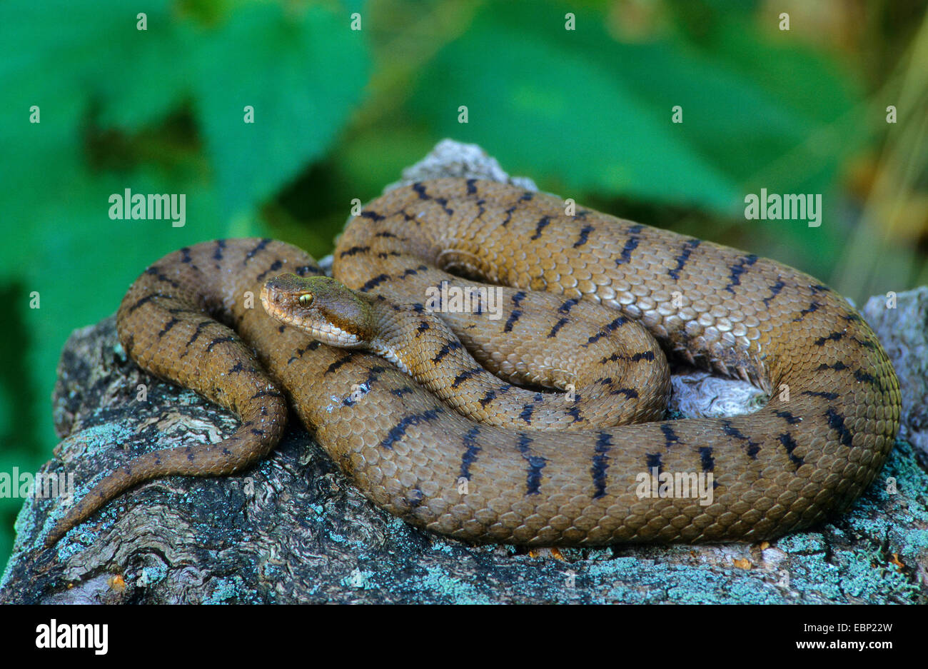 asp viper, aspic viper (Vipera aspis), rolled-up on a stone Stock Photo ...