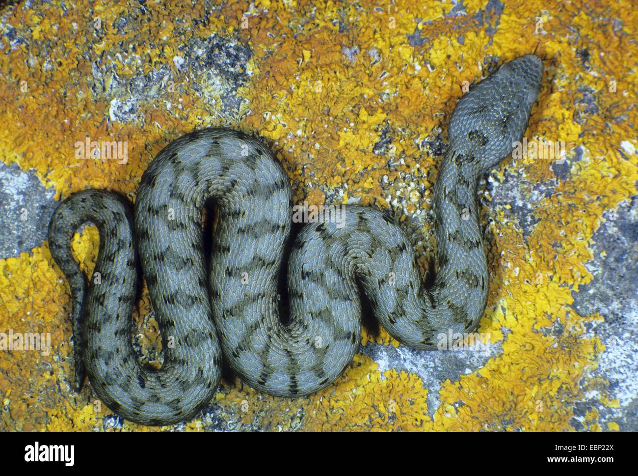 asp viper, aspic viper (Vipera aspis), winding on a stone with lichens ...