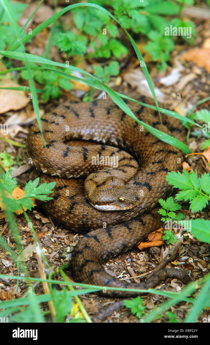 asp viper, aspic viper (Vipera aspis), rolled-up on the ground Stock ...