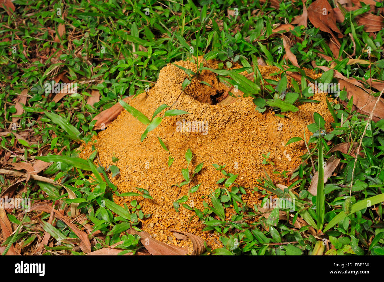 ants (Formicidae), ant hill in Sri Lanka, Sri Lanka Stock Photo - Alamy
