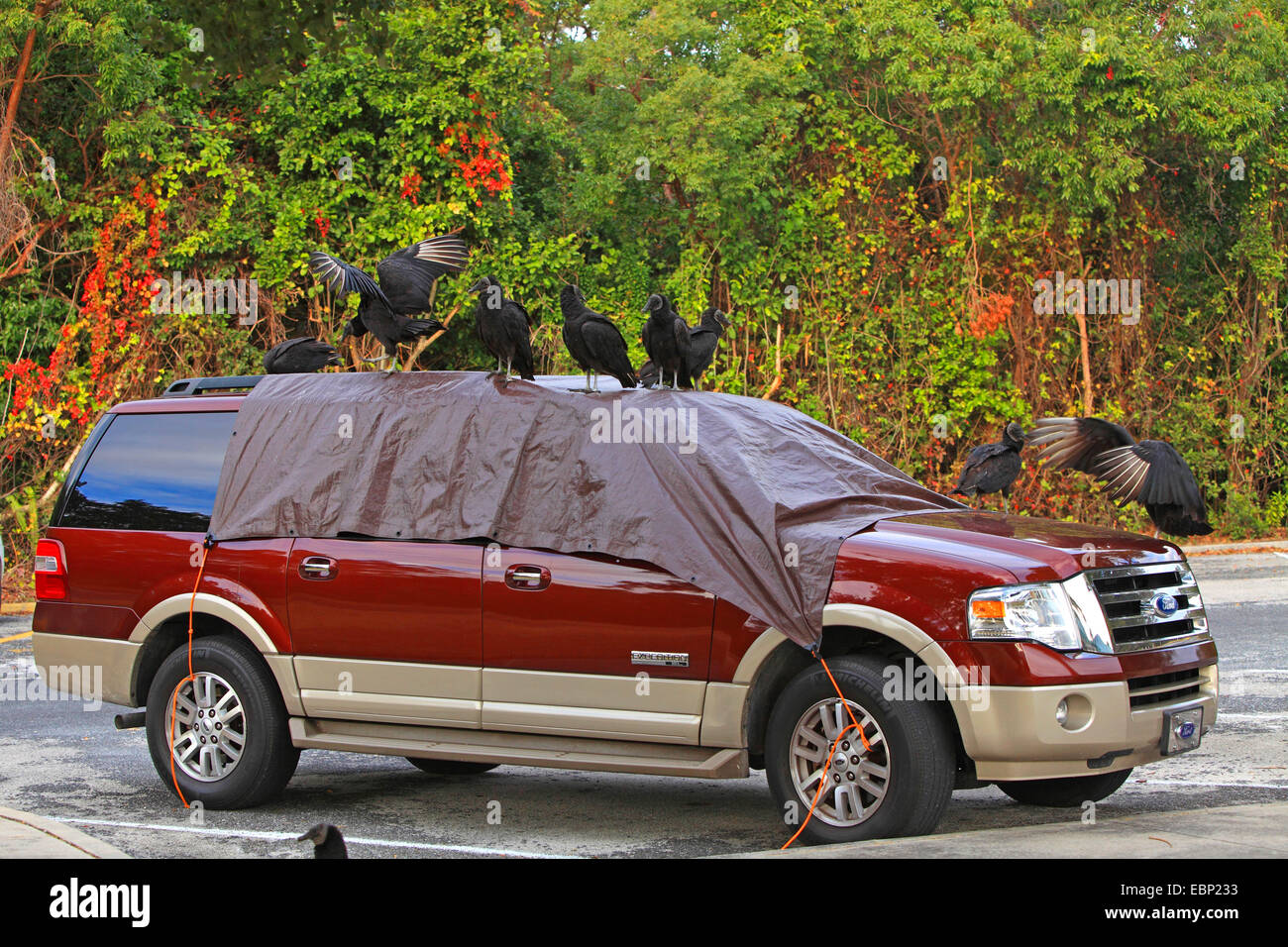 Troop cars hi-res stock photography and images - Alamy