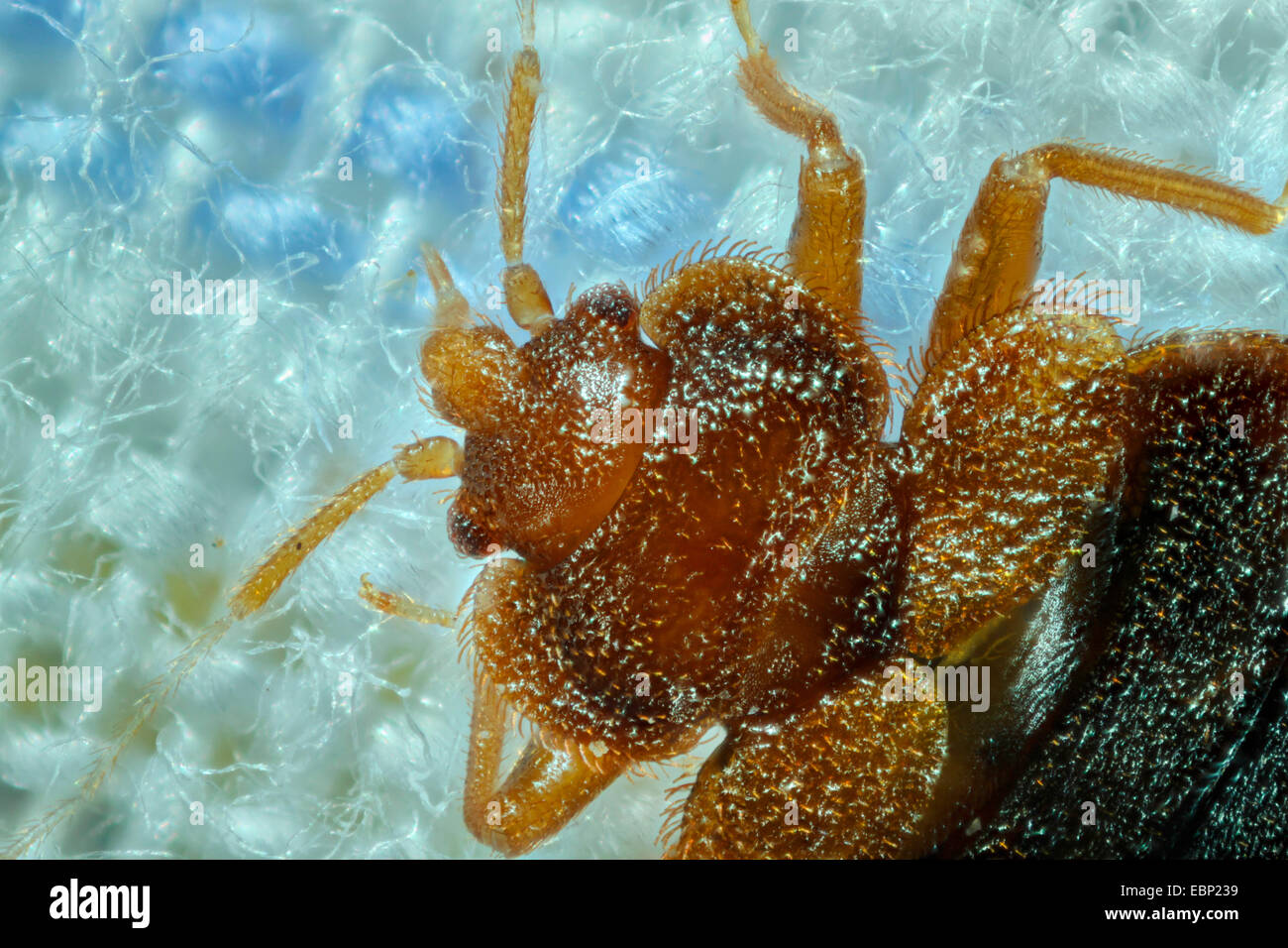 Wall louse hi-res stock photography and images - Alamy