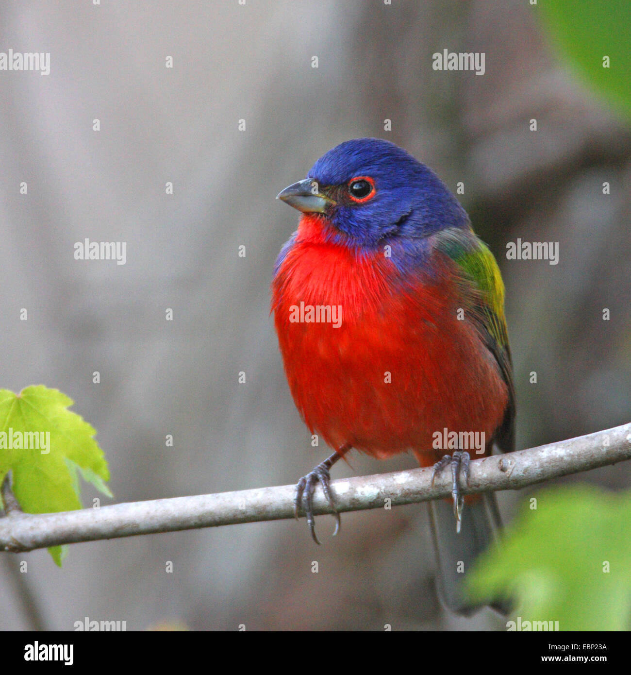 Male painted bunting hi-res stock photography and images - Alamy