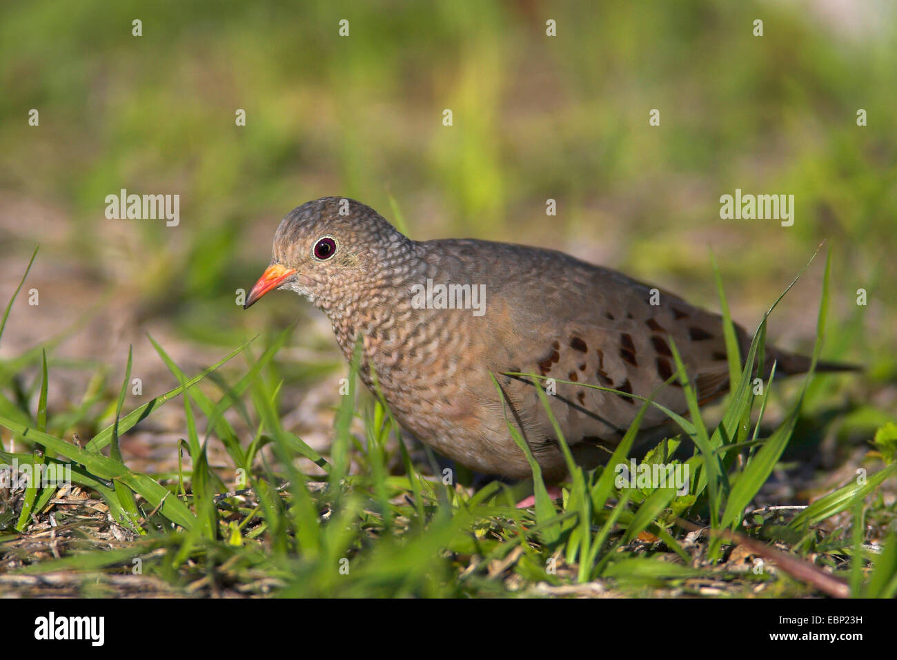 Ruddy Ground Dove (Columbina talpacoti), on the feed in a meadow, USA ...