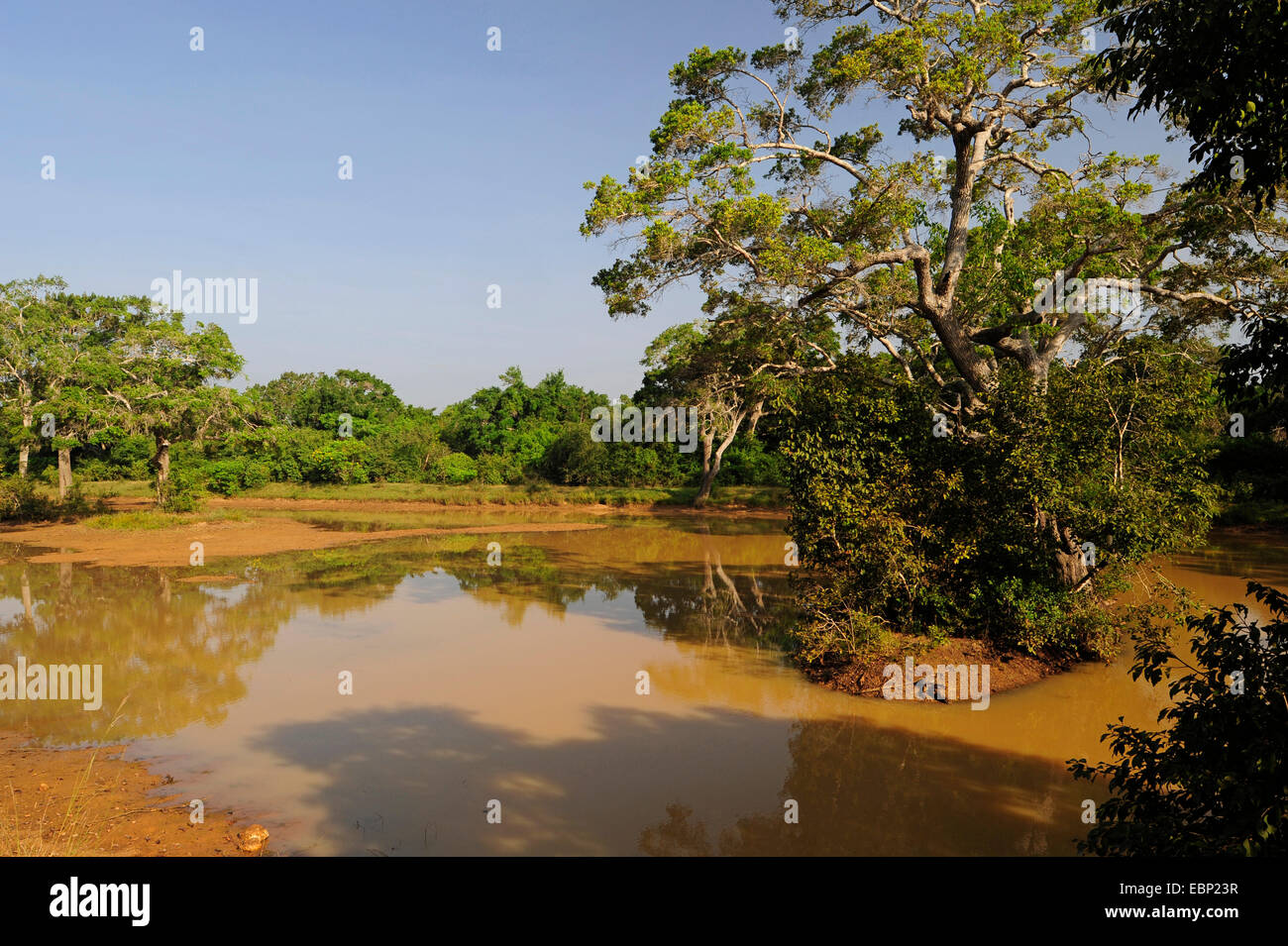 muddy lake, Sri Lanka, Wilpattu National Park Stock Photo - Alamy