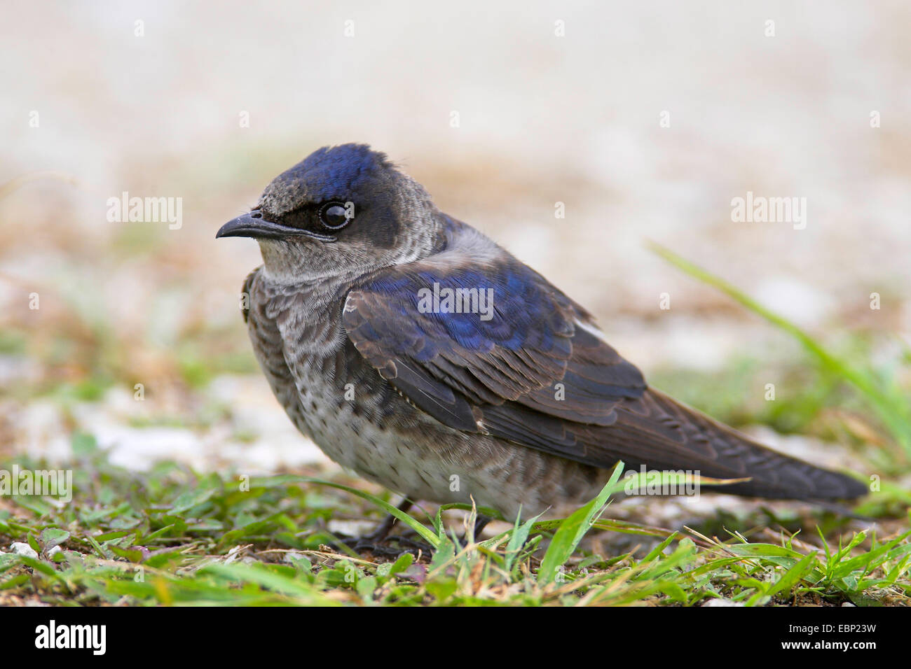 Purple martin (Progne subis), female, USA, Florida, Big Cypress ...