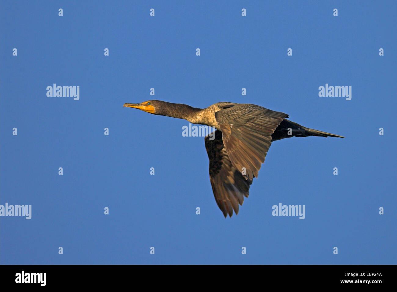 Juvenile cormorant hi-res stock photography and images - Alamy