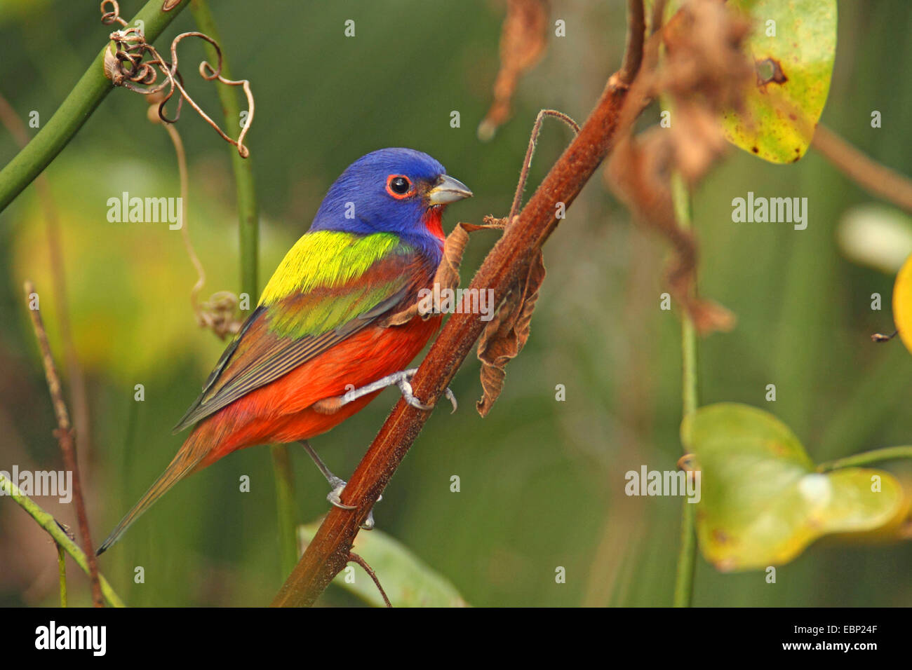 painted bunting (Passerina ciris), male sits on a twig, USA, Florida ...