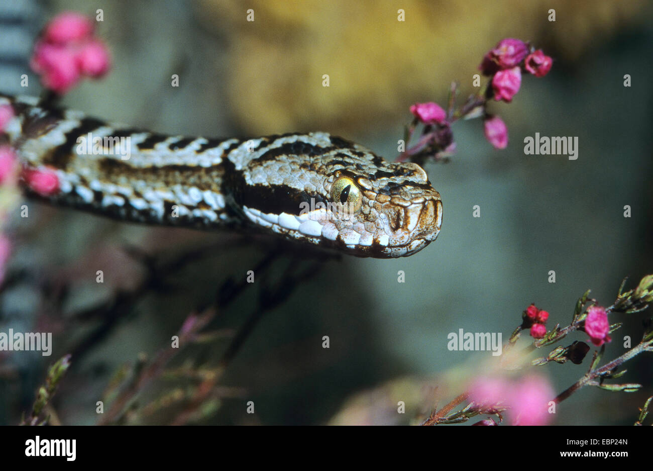 asp viper, aspic viper (Vipera aspis), portrait Stock Photo - Alamy