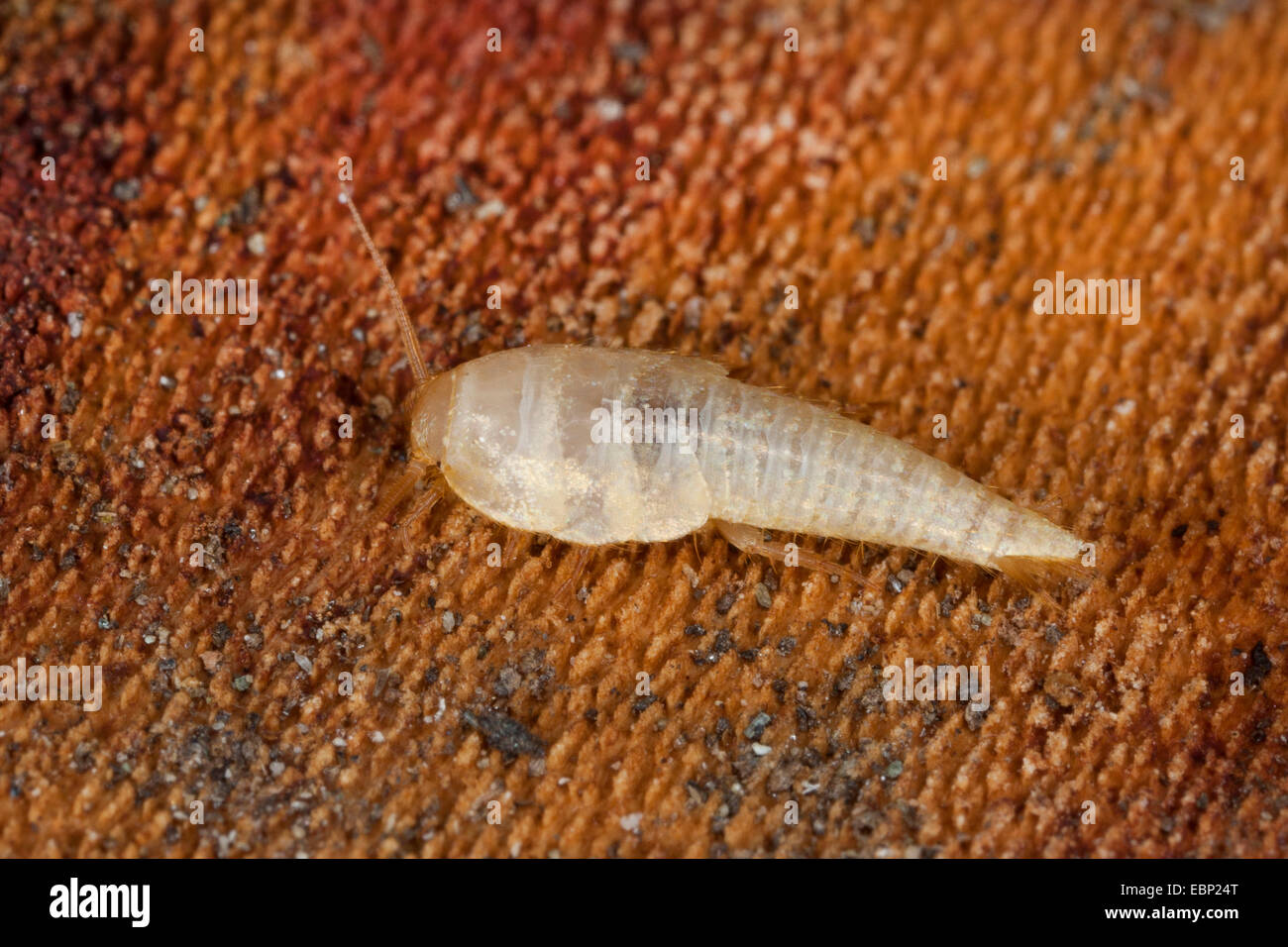 Silverfish, fishmoth (Tricholepisma cf. aurea, Lepisma cf. aurea ...