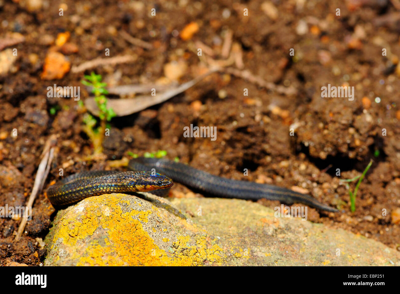 Common rough-sided snake (Aspidura trachyprocta ), endemic snake ...