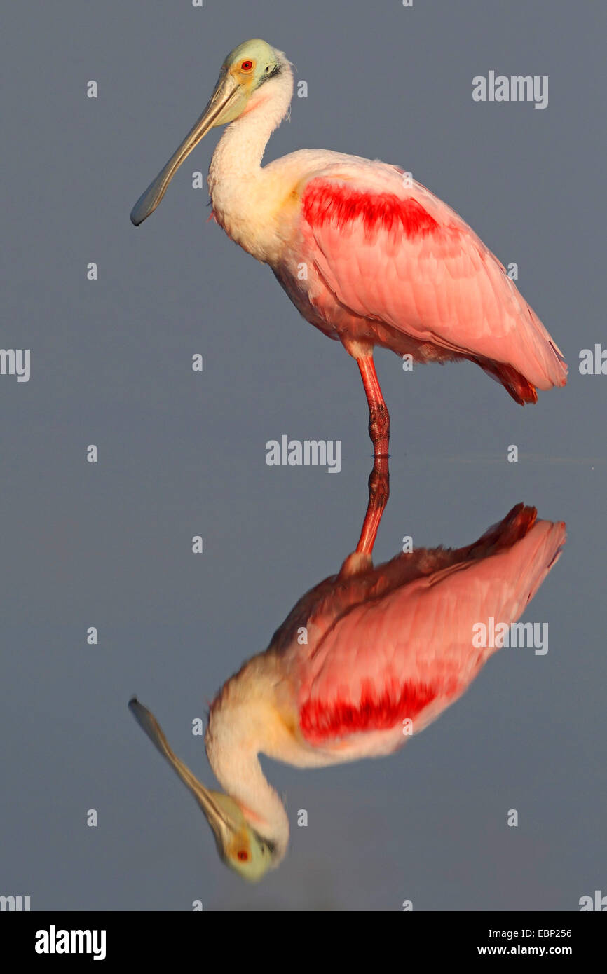 roseate spoonbill (Ajaia ajaia), stands in shallow water, with mirror ...