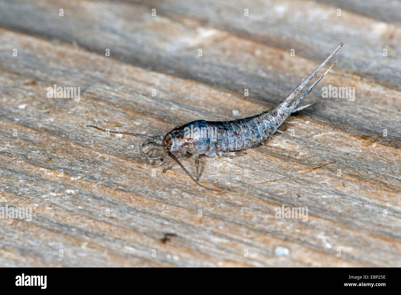 jumping bristletail (Lepismachilis spec.), on deadwood, Germany Stock ...